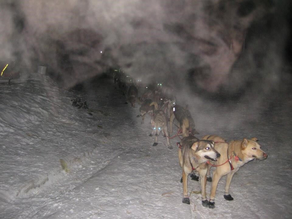 Iditarod dog sled dreams alive for Queensland's Christian Turner - ABC News