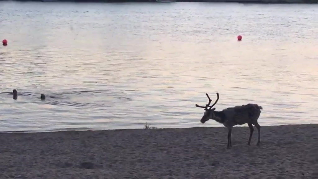 Finland heatwave forces reindeer to cool off with sunbathers at the ...