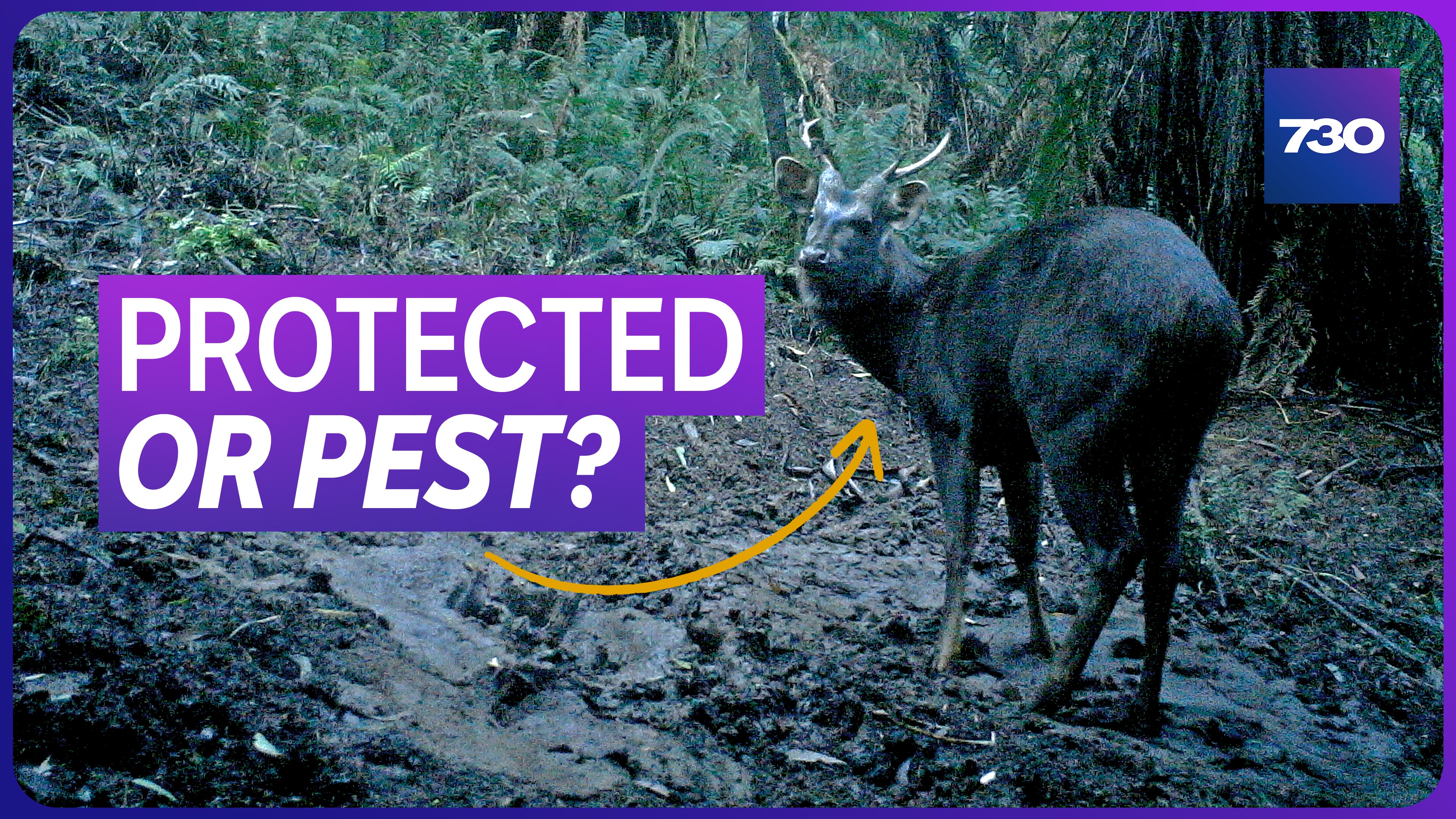 Should wild deer be protected or declared a pest? - ABC News