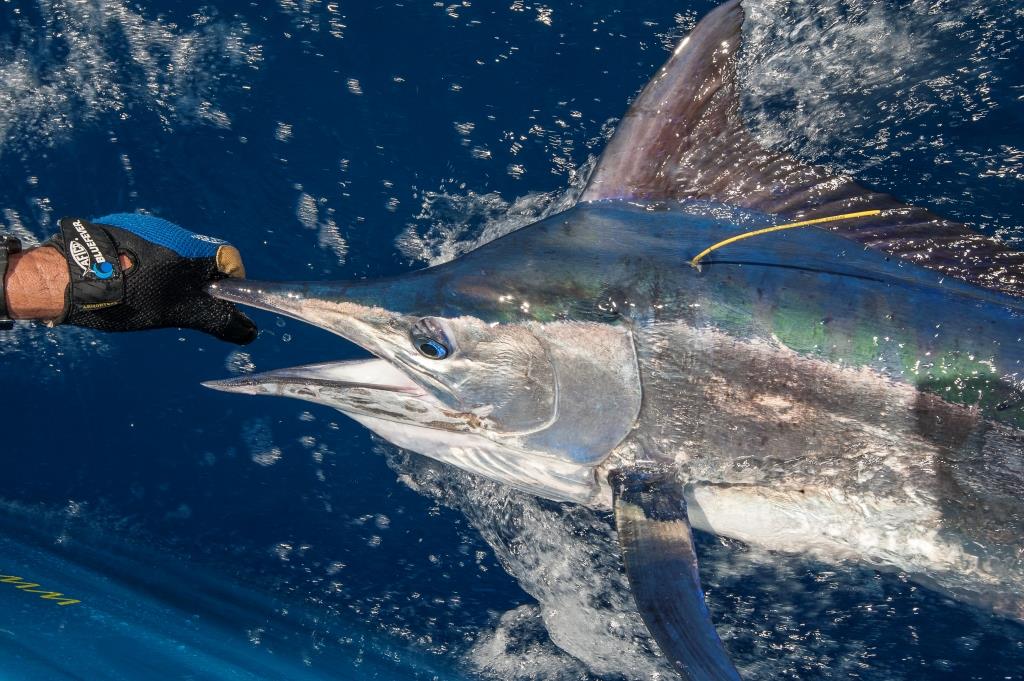 Taking marlin out of water for happy snap could kill fish in minutes ...