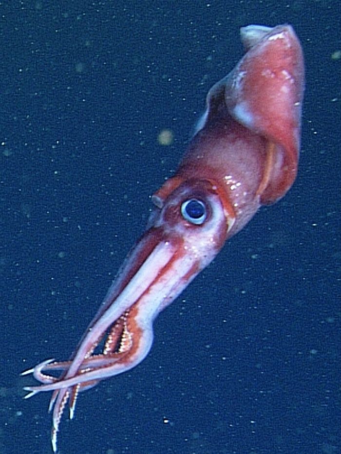 Male squid are deep-sea swingers - ABC News