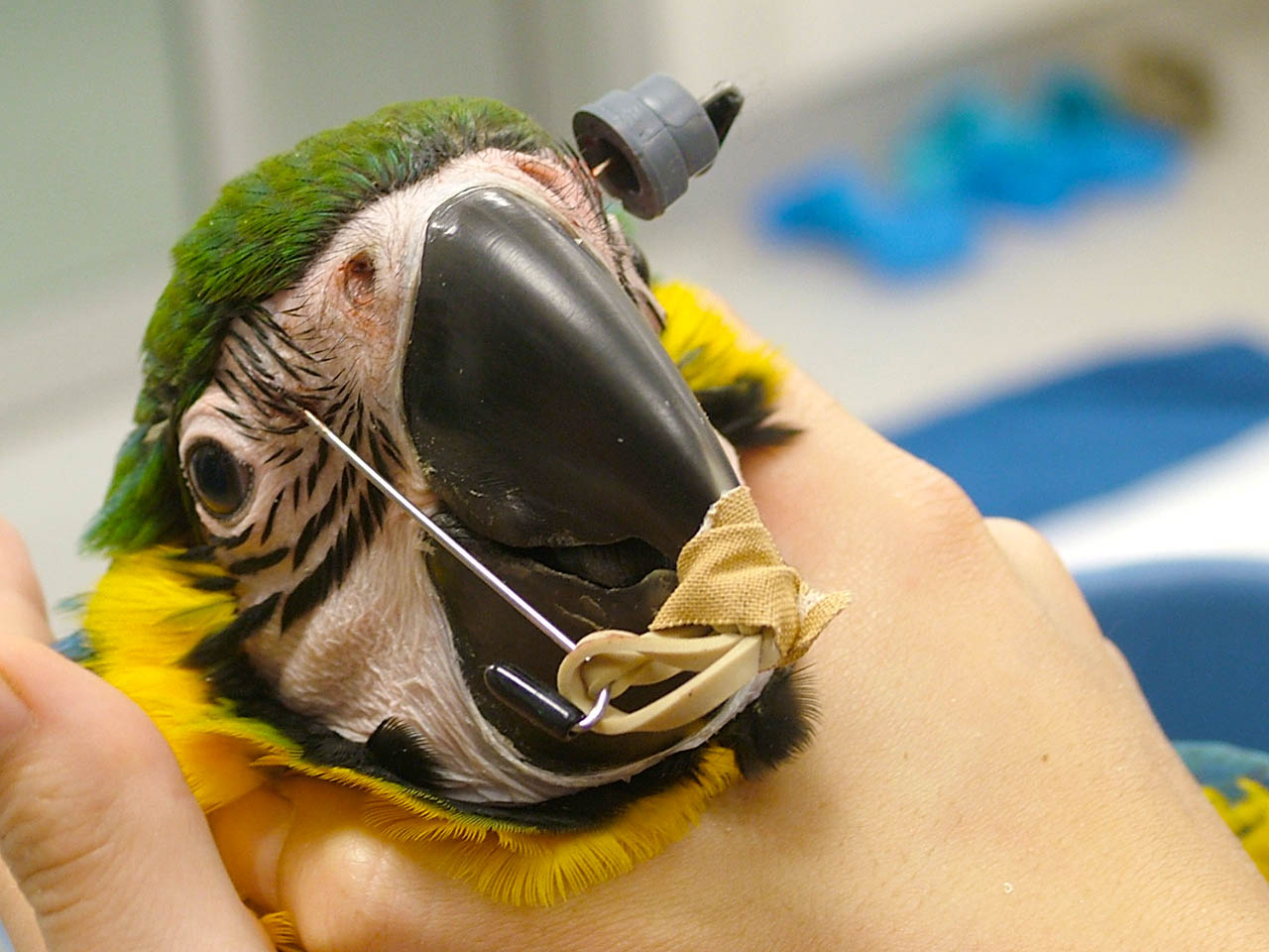 'Birdie braces' used to treat macaws with scissor beak by University of ...