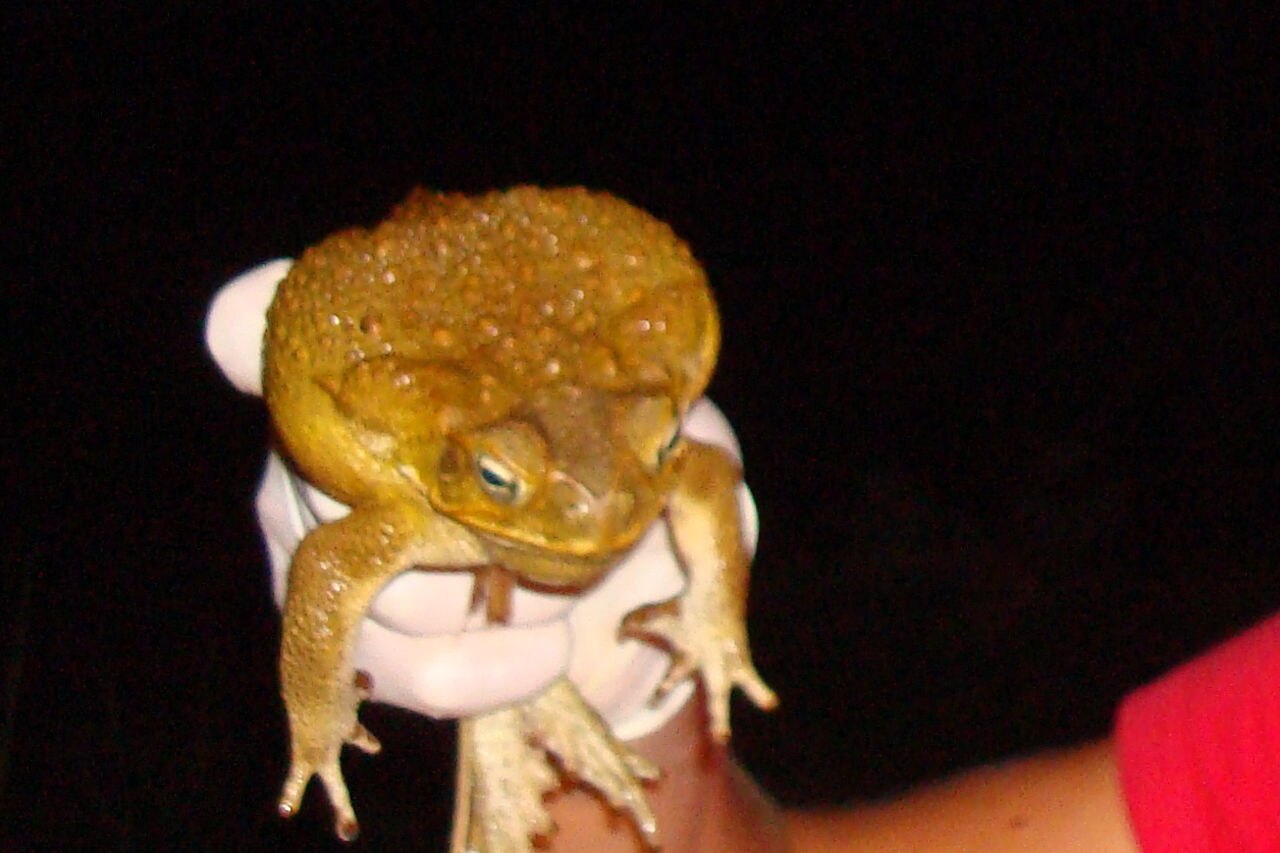 Cane toads reach Lake Argyle, WA - ABC News