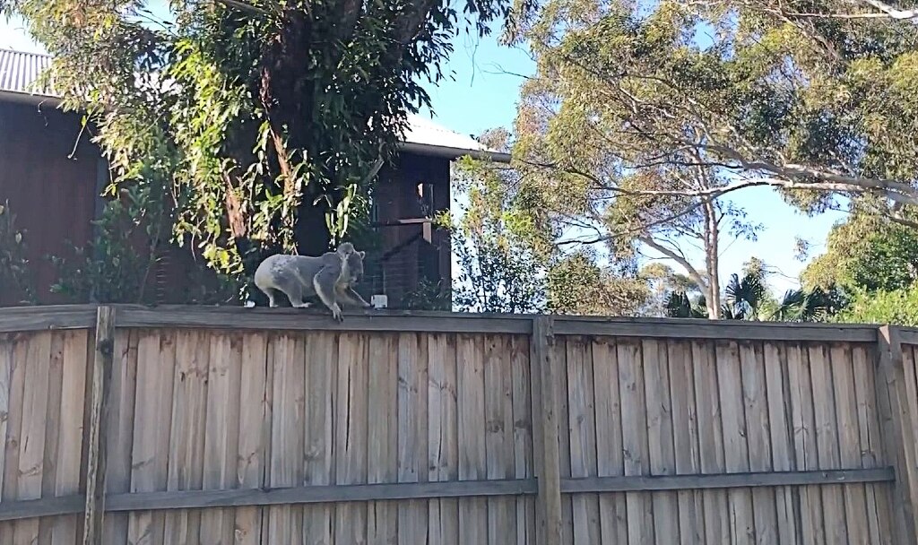 Making its way across a koala-safe fence at Hawks Nest, north of ...