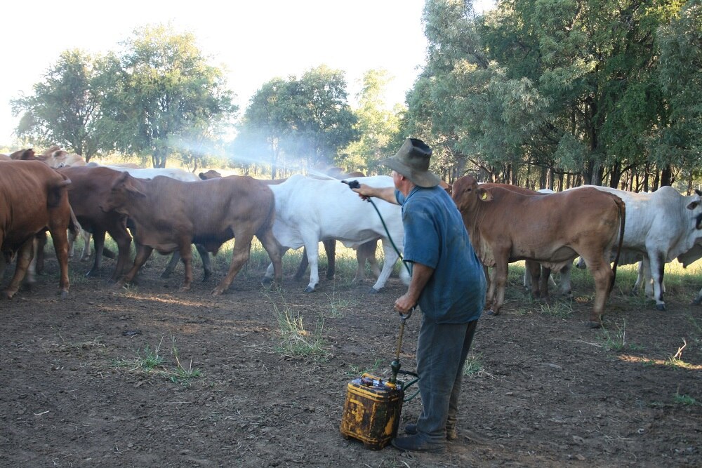 Farmer says holistic farming practices deliver content cattle and high ...