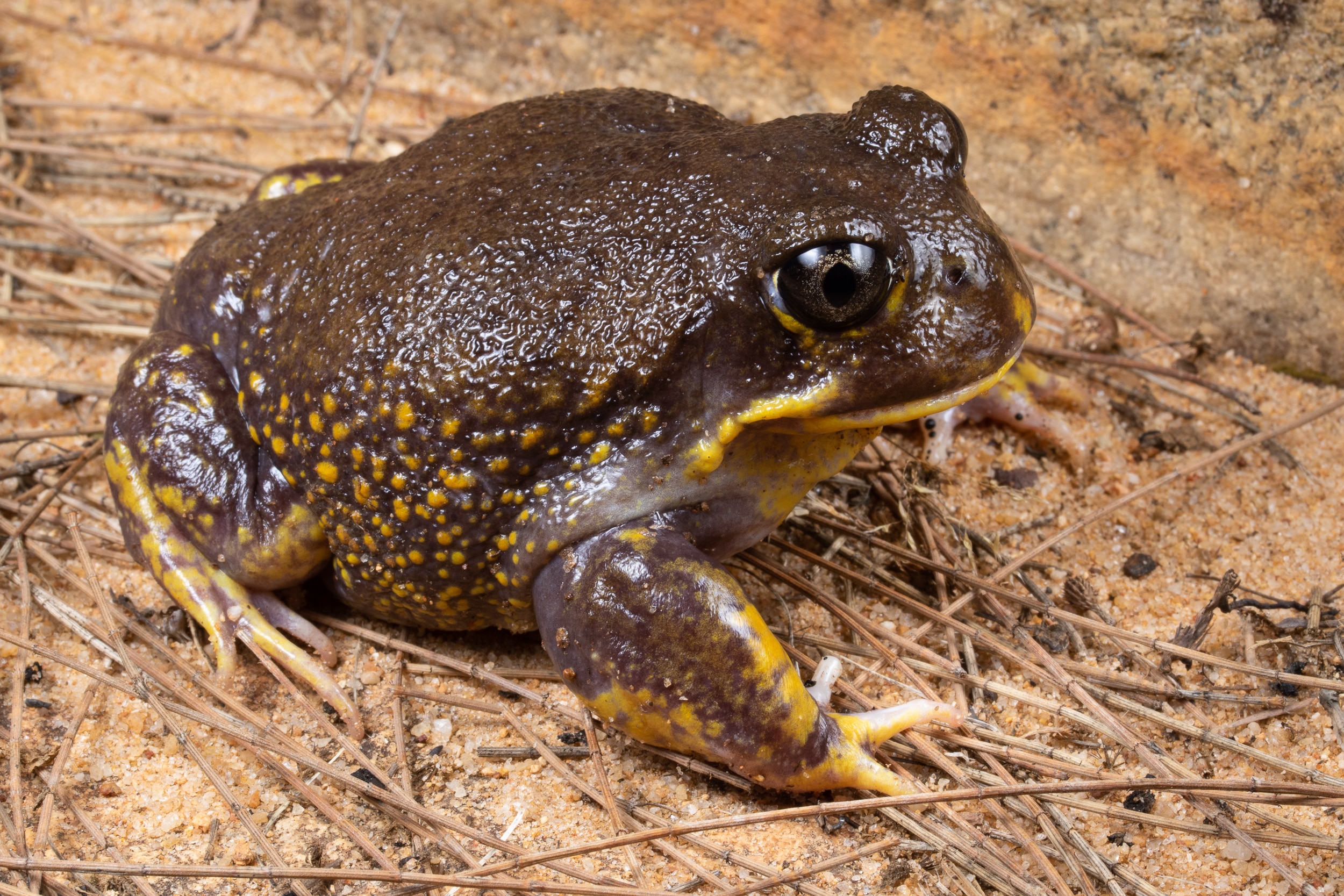 Elusive burrowing frogs lure scientists to Perth Hills catching sounds ...