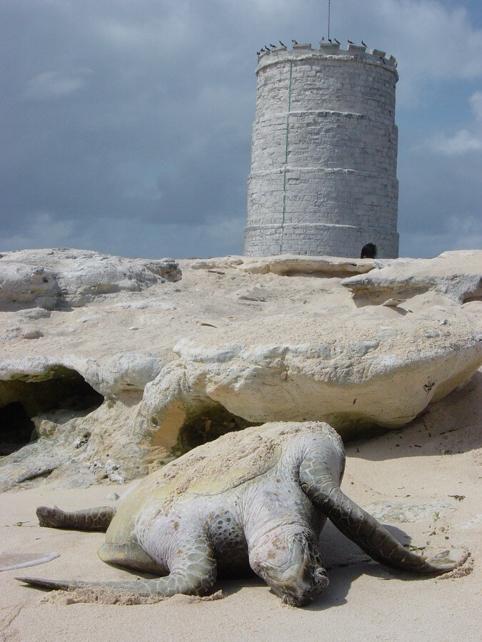 Green turtle rookery on Raine Island brought back from brink, but ...