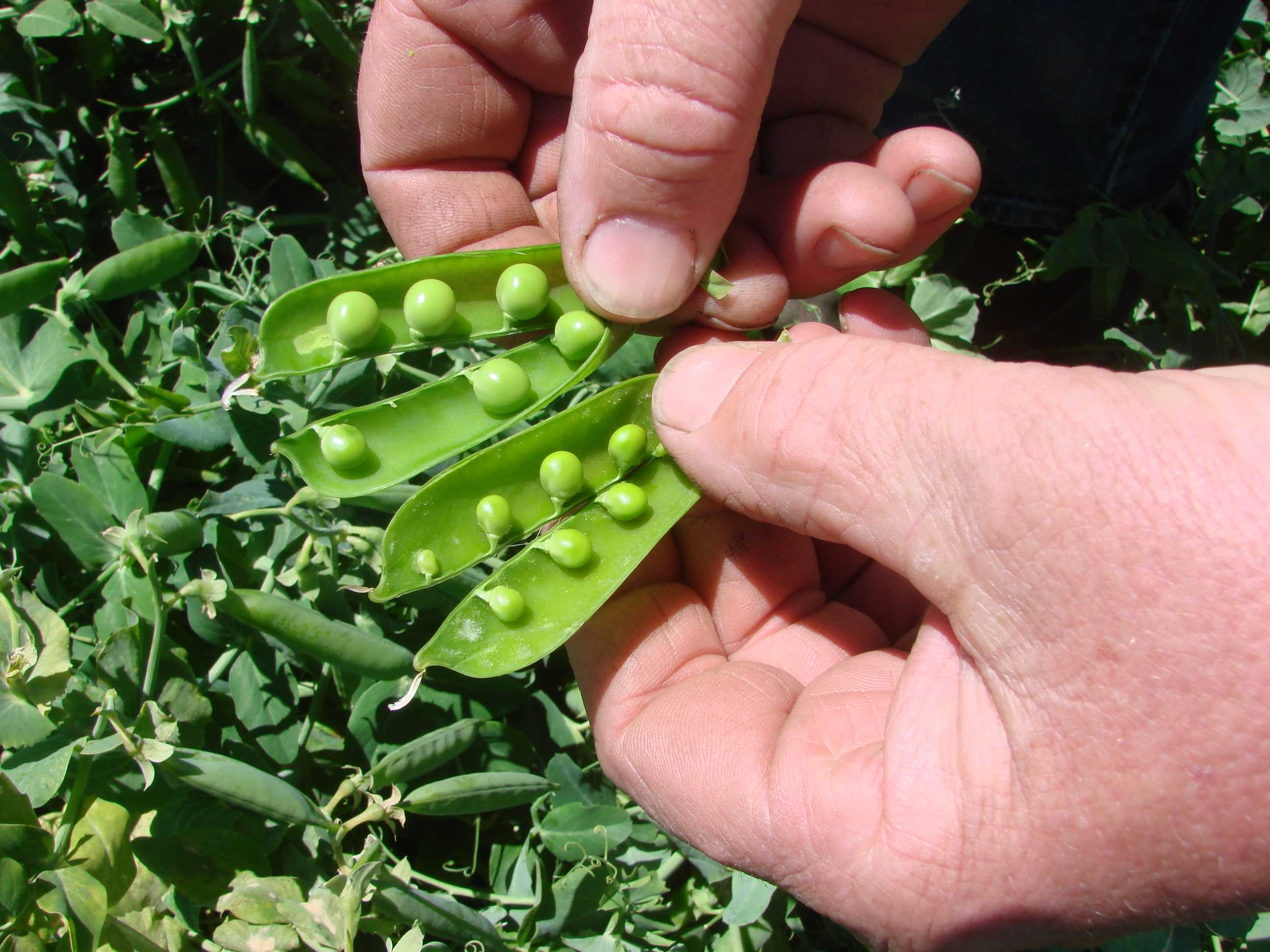 Simplot vegetable processing workers vote for industrial action - ABC News
