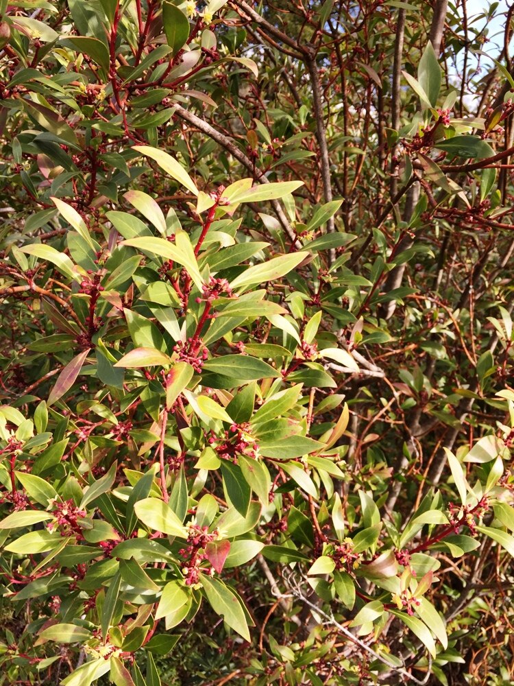 Demand up for native Australian food mountain pepper, grown in Victoria ...