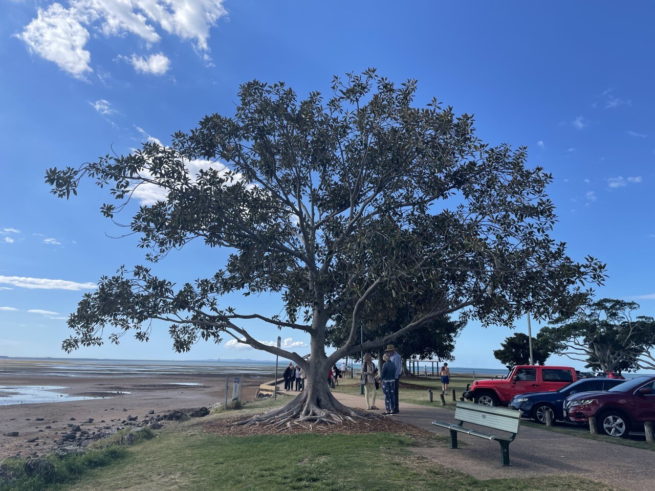 Top tips for planting a healthy tree - ABC listen