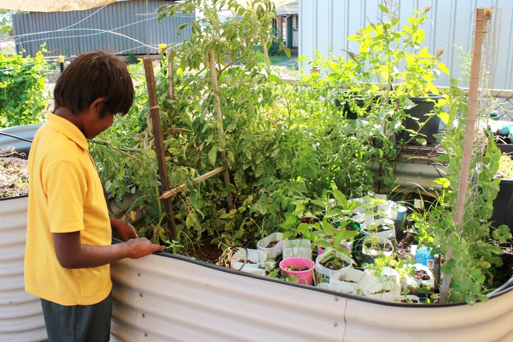 Mt Isa bush tucker garden helps Indigenous students connect with ...