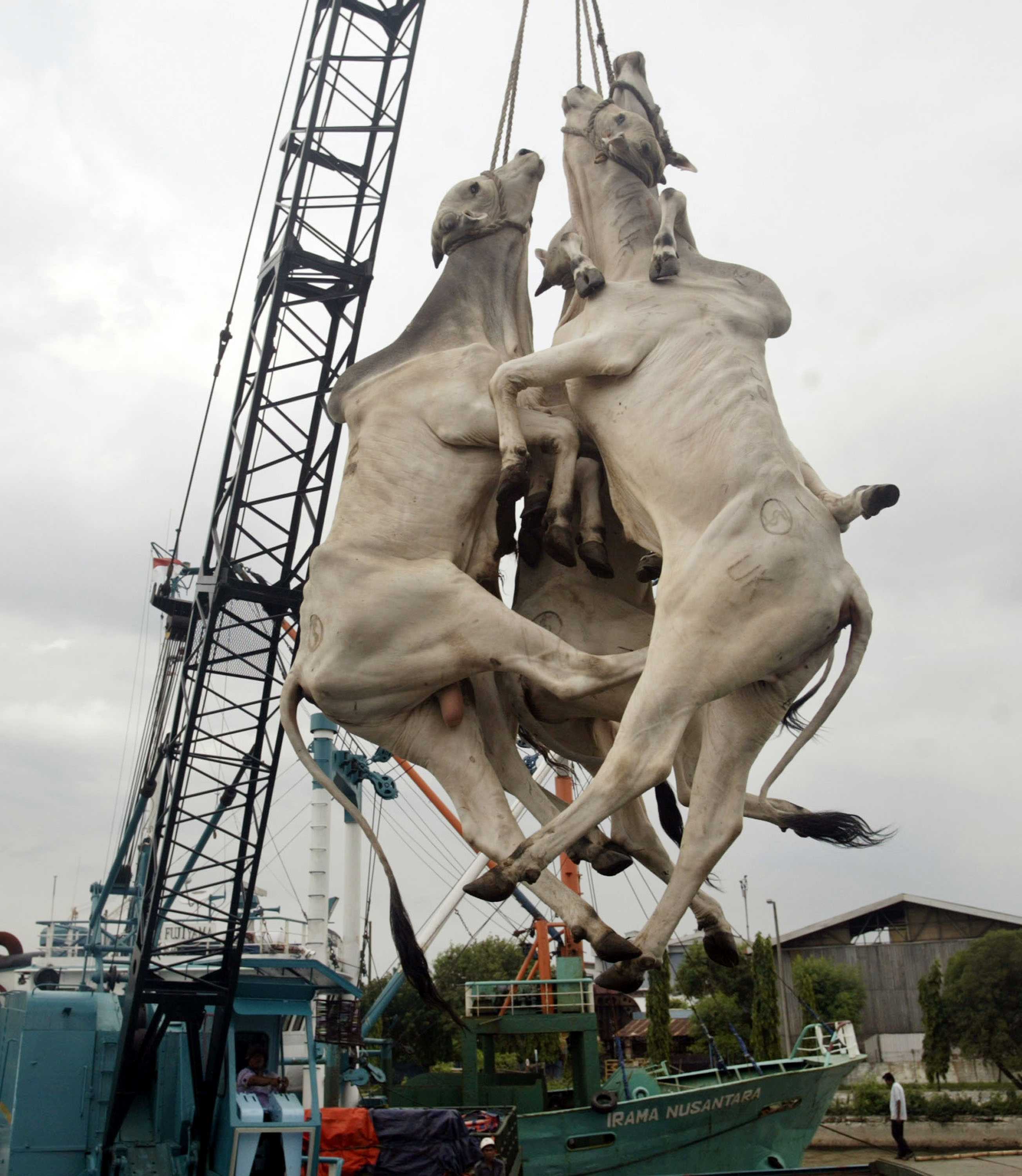 Anger over photos of Indonesian cattle cruelty - ABC News