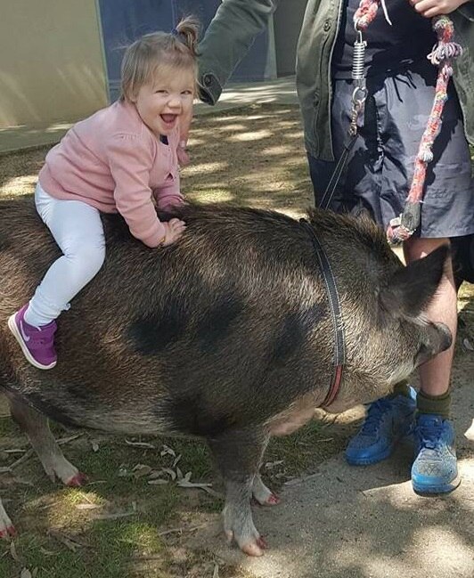 Grunt the 'very friendly' giant pet pig banned from walking on ...