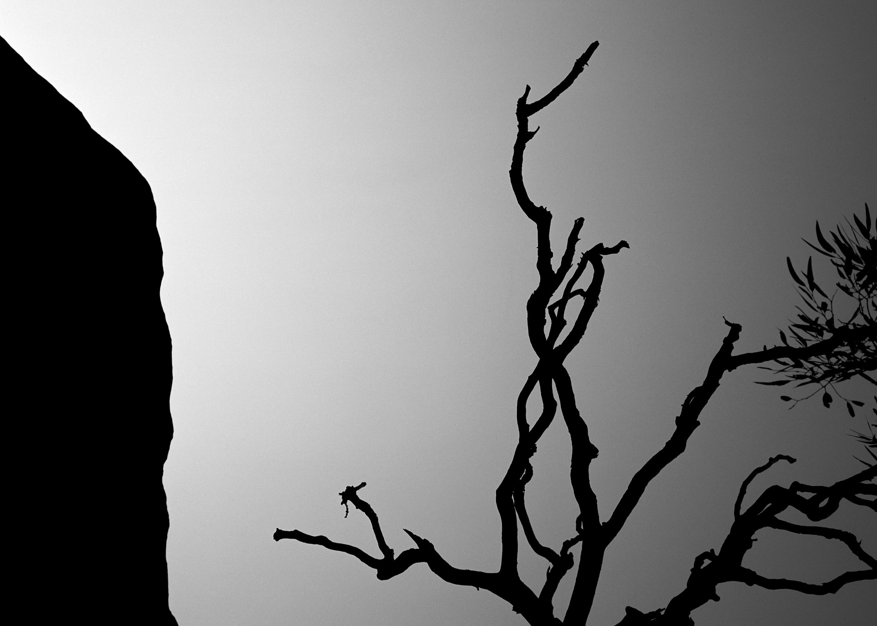 Against “the Great Australian Silence”: The relevance of W.E.H. Stanner ...