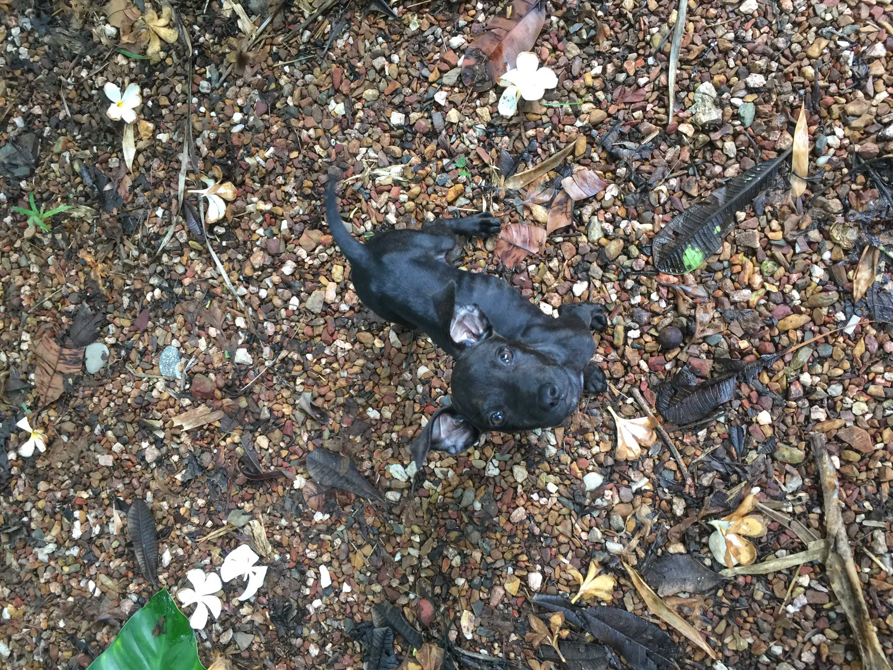 Owner of eight malnourished Darwin pups ordered to pay $18,000 vet bill ...