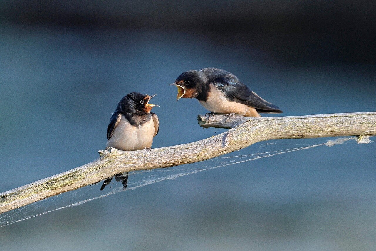 A Good Point, a Bad Point and a Counterpoint Walked into a Bar… - ABC ...