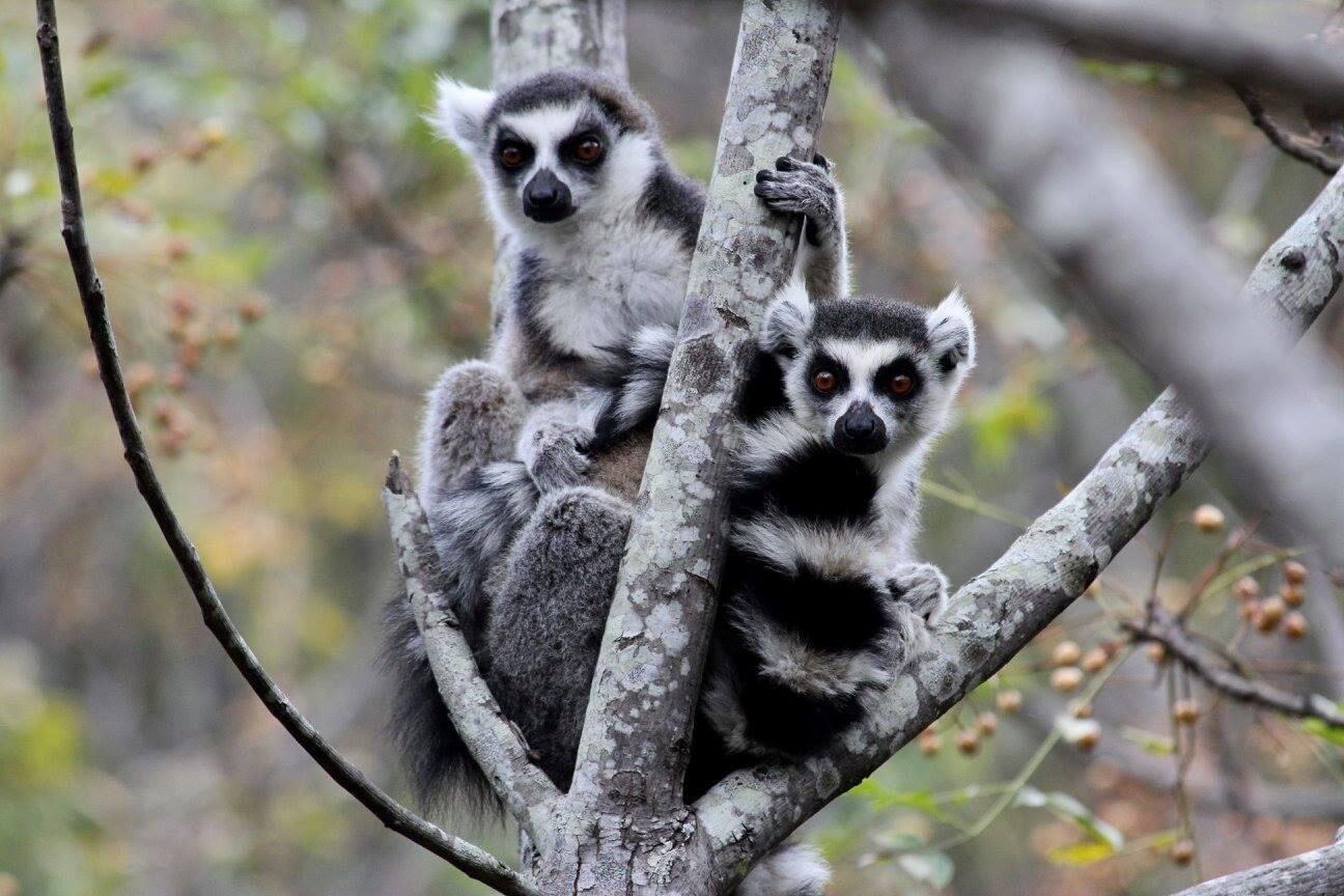 What's the connection between lemurs and humans? - ABC listen