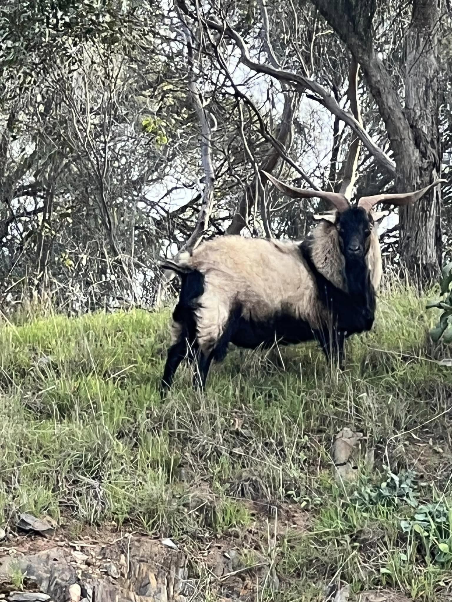 'Majestic' Big Dipper billy goat to be 'protected' by Mount Barker ...