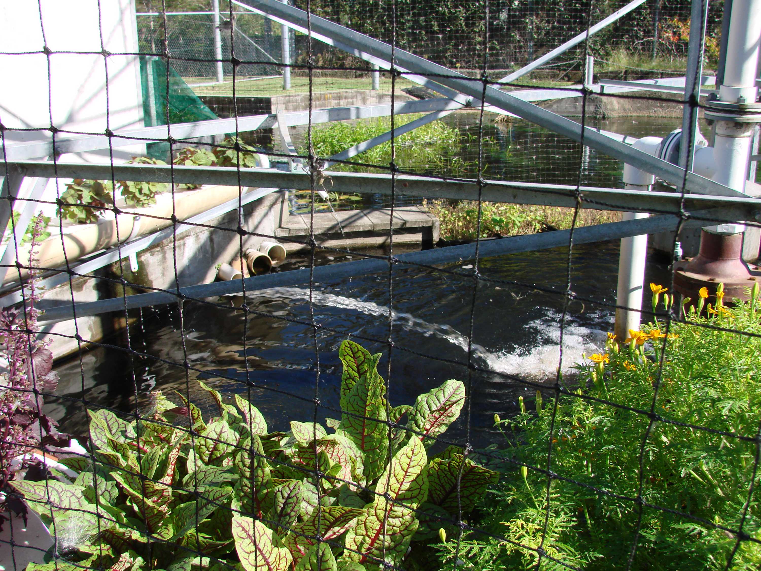 Hydroponics grower Steven Adley experiments growing fish and vegetables ...