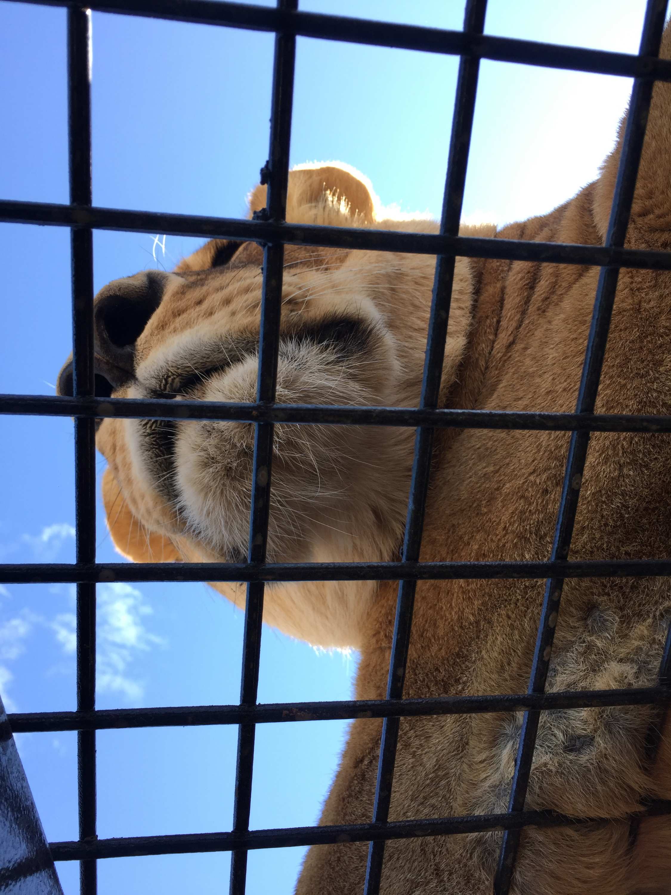 Monarto Zoo people cage tipped for roaring success as visitors get ...