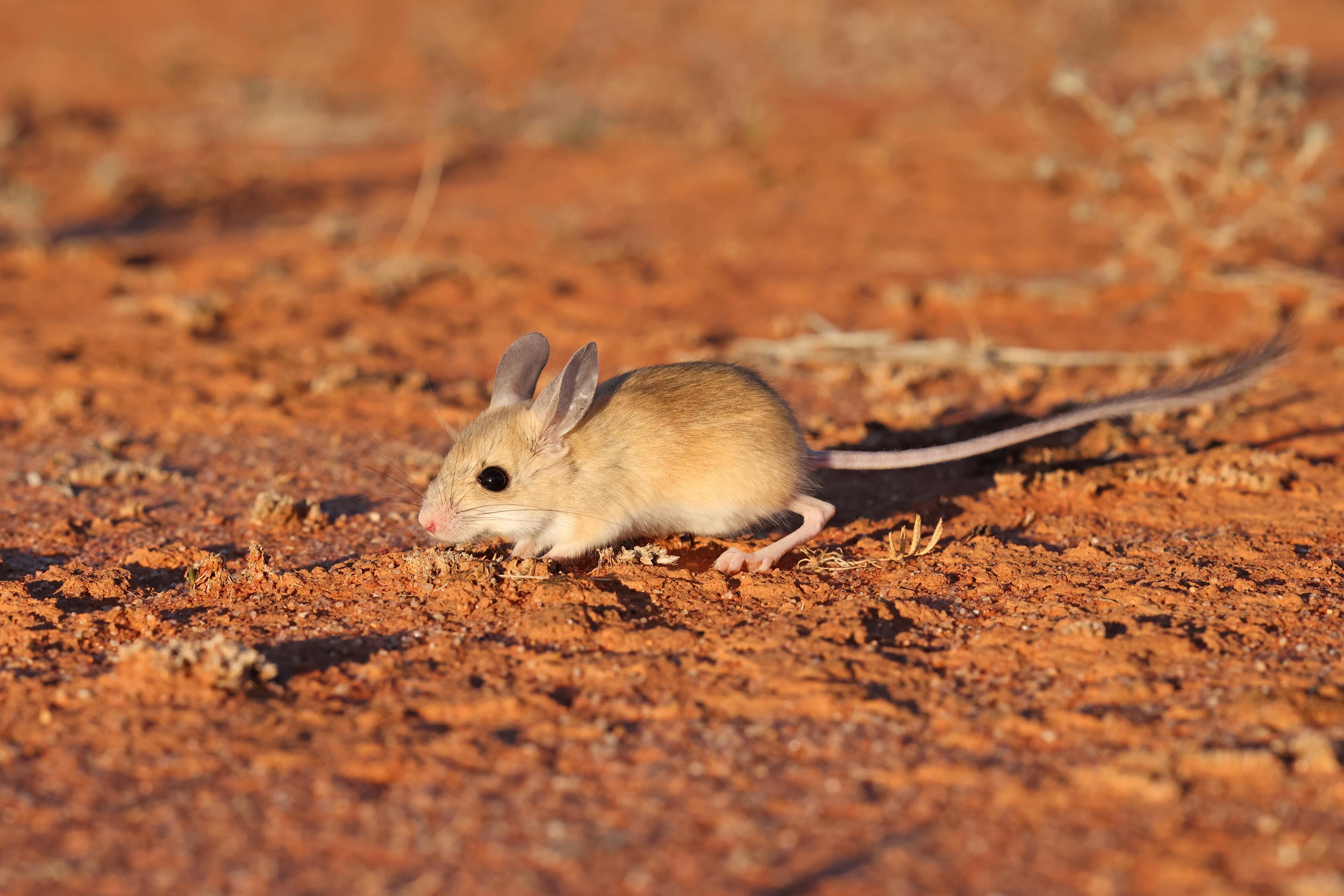 Feral cats to be culled by specialist ground shooting team in NSW ...