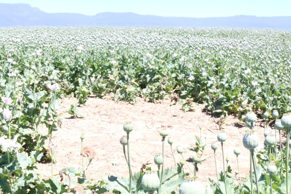 National taskforce to research and eradicate a virulent strain of ...