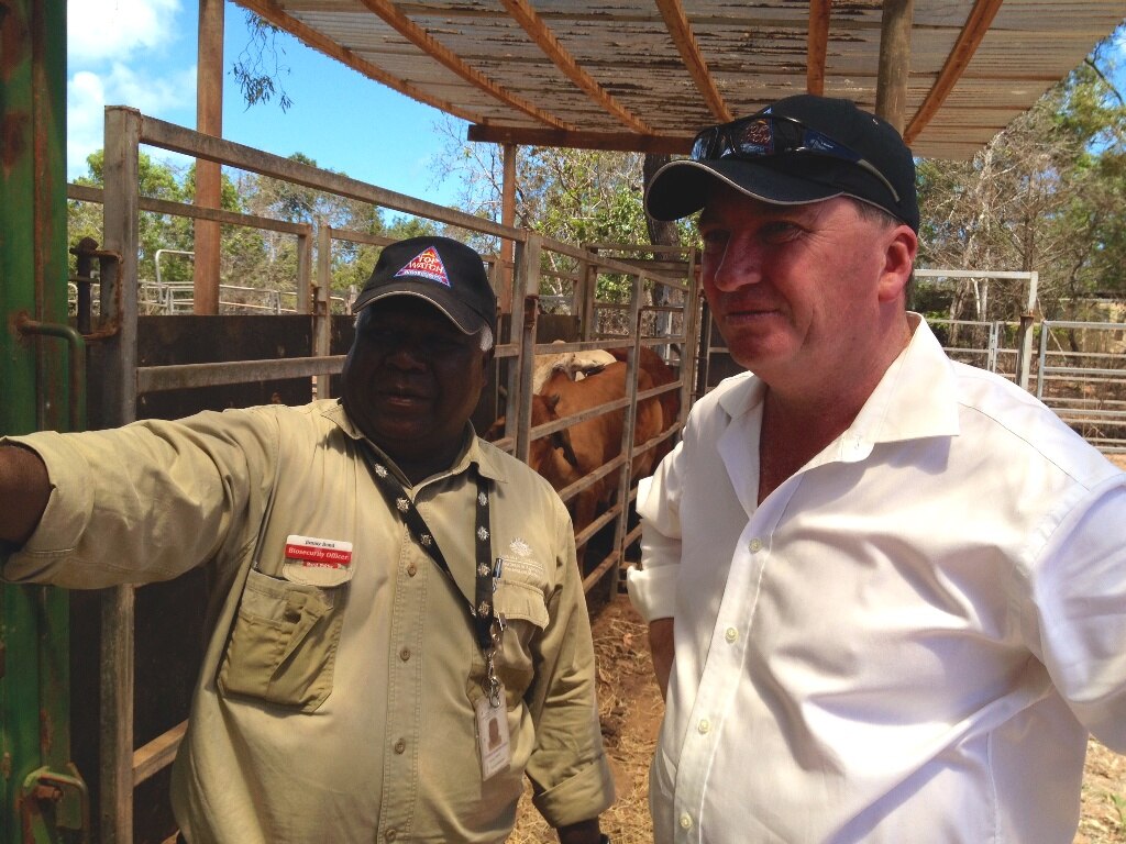 Cape York Peninsula's sentinel cattle herd keeps Australia free of ...