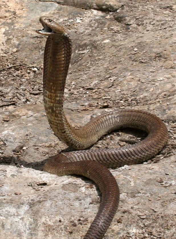 Spitting Cobra