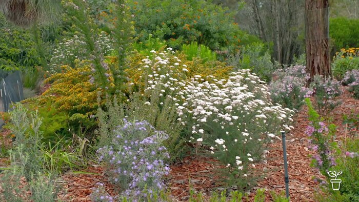 Annuals, Biennials and Perennials - Gardening Australia