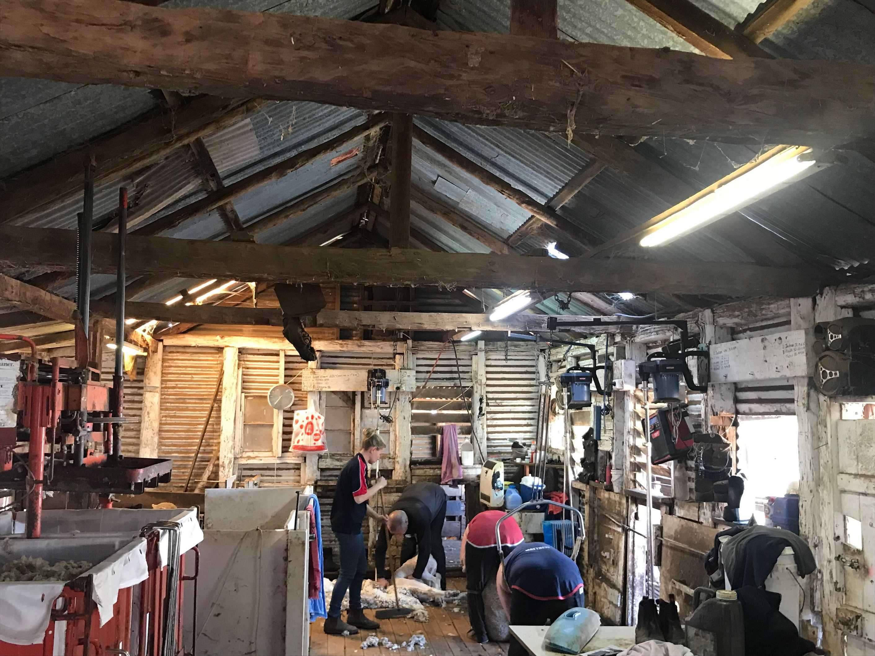 Farmers with grand designs open modern shearing shed in South Australia ...