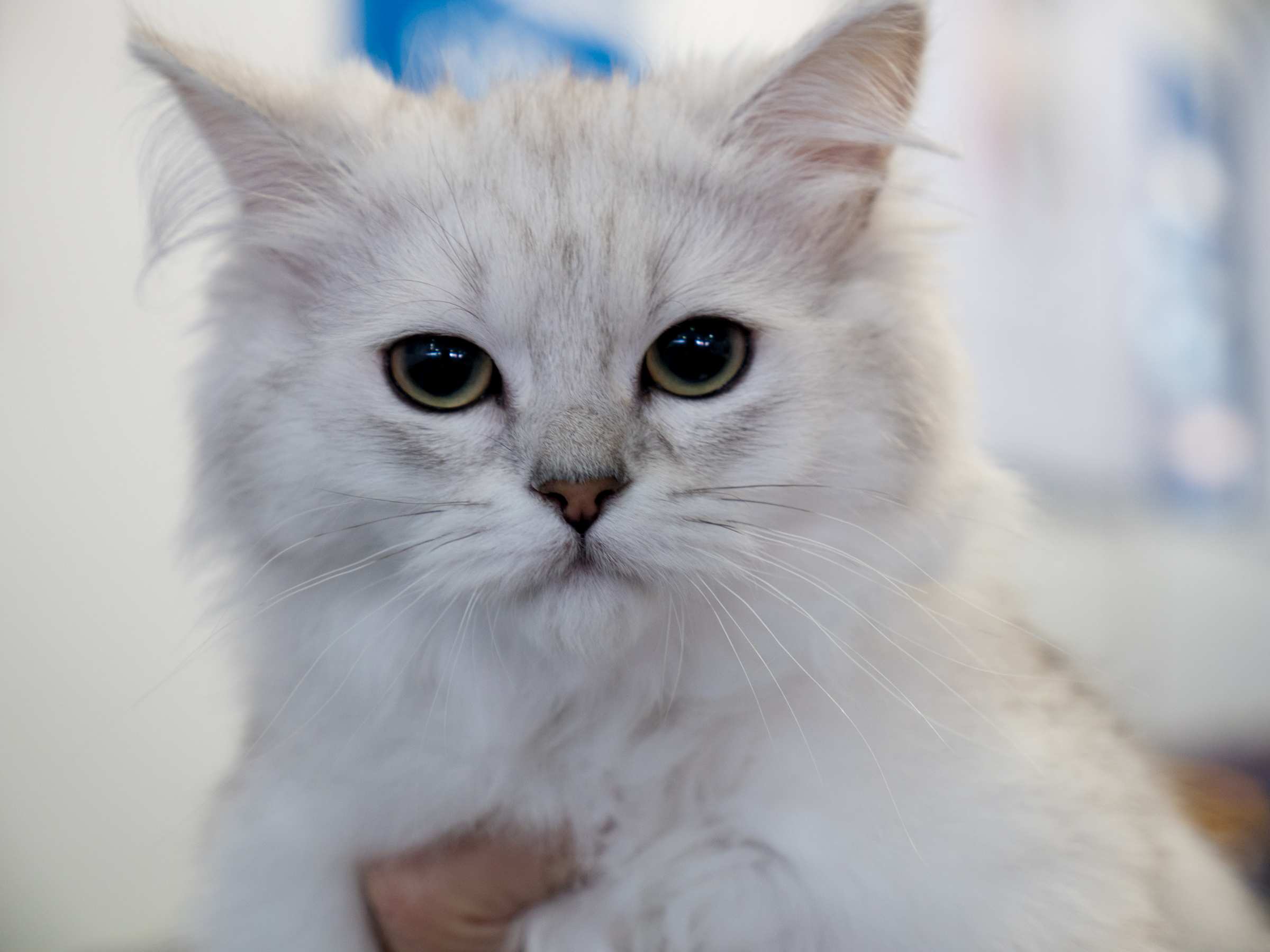 Why Charlotte loves cats - ABC listen