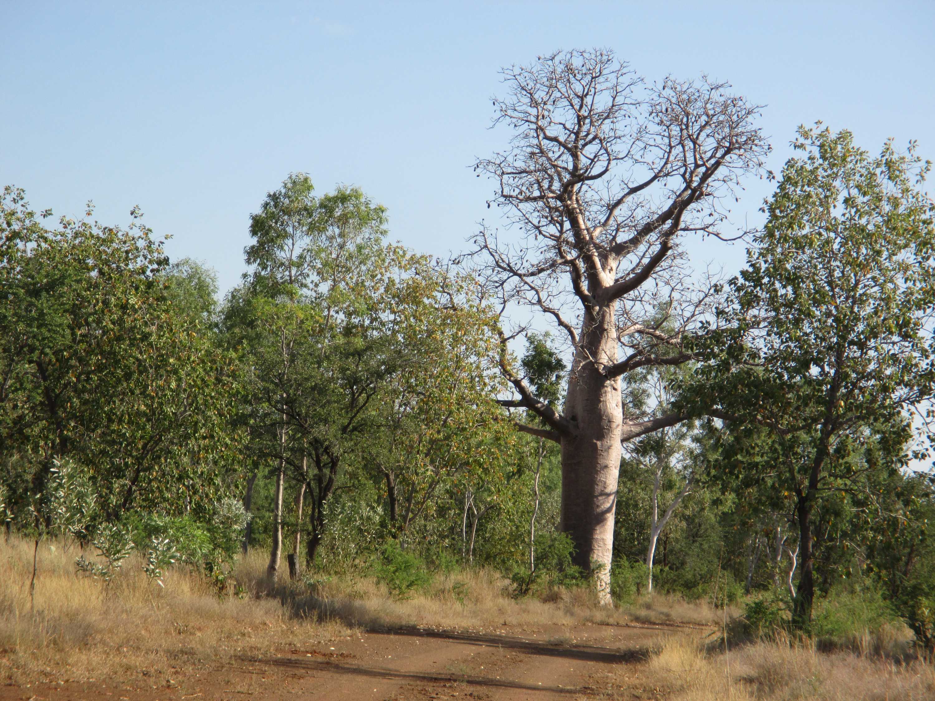 Standing strong like a boab tree - ABC listen