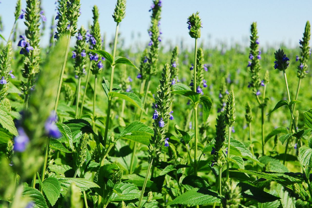 Chia plantation expands in Western Australia - ABC News