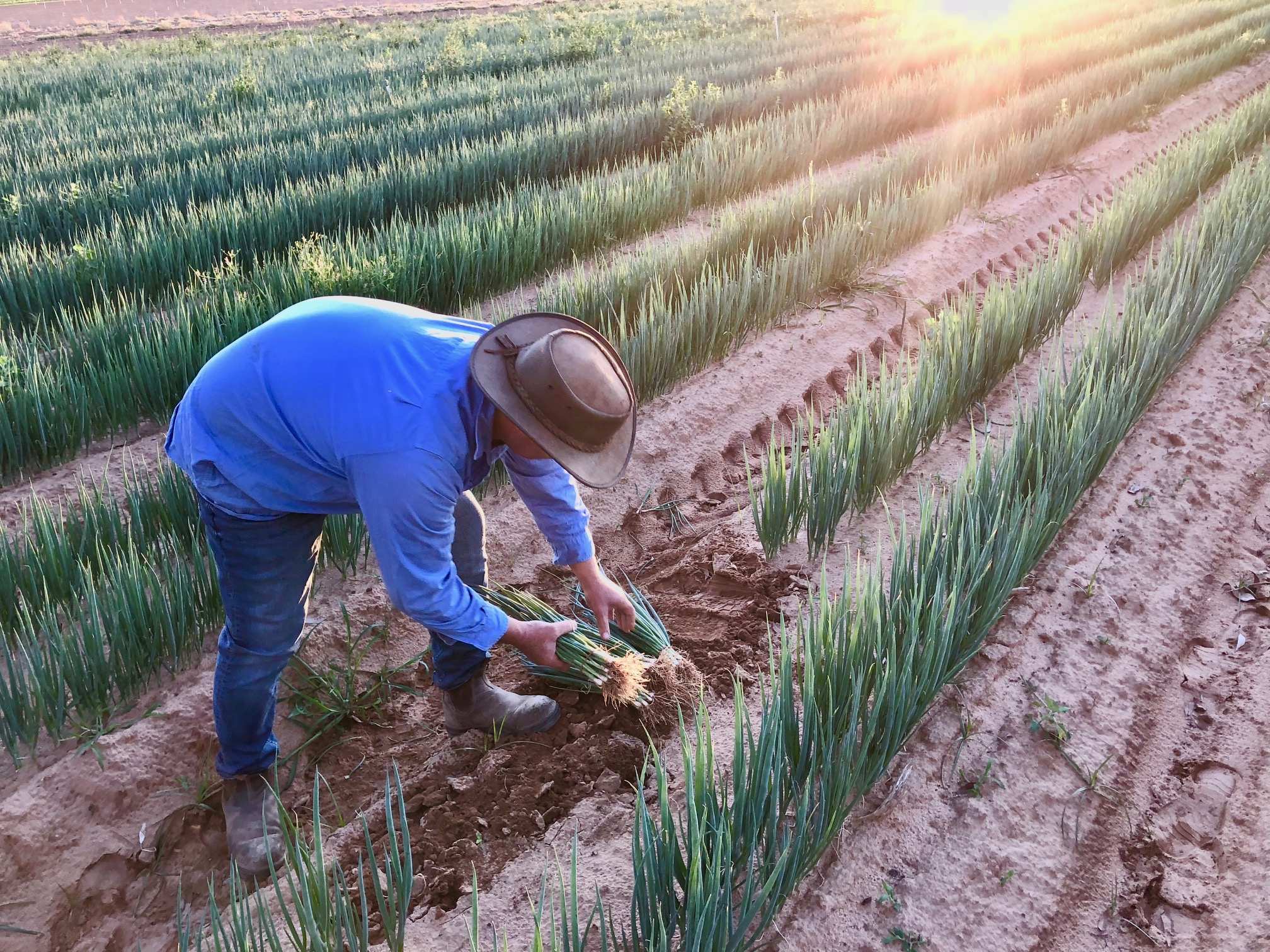 Farmers seek compensation over claims chemical contamination of ...