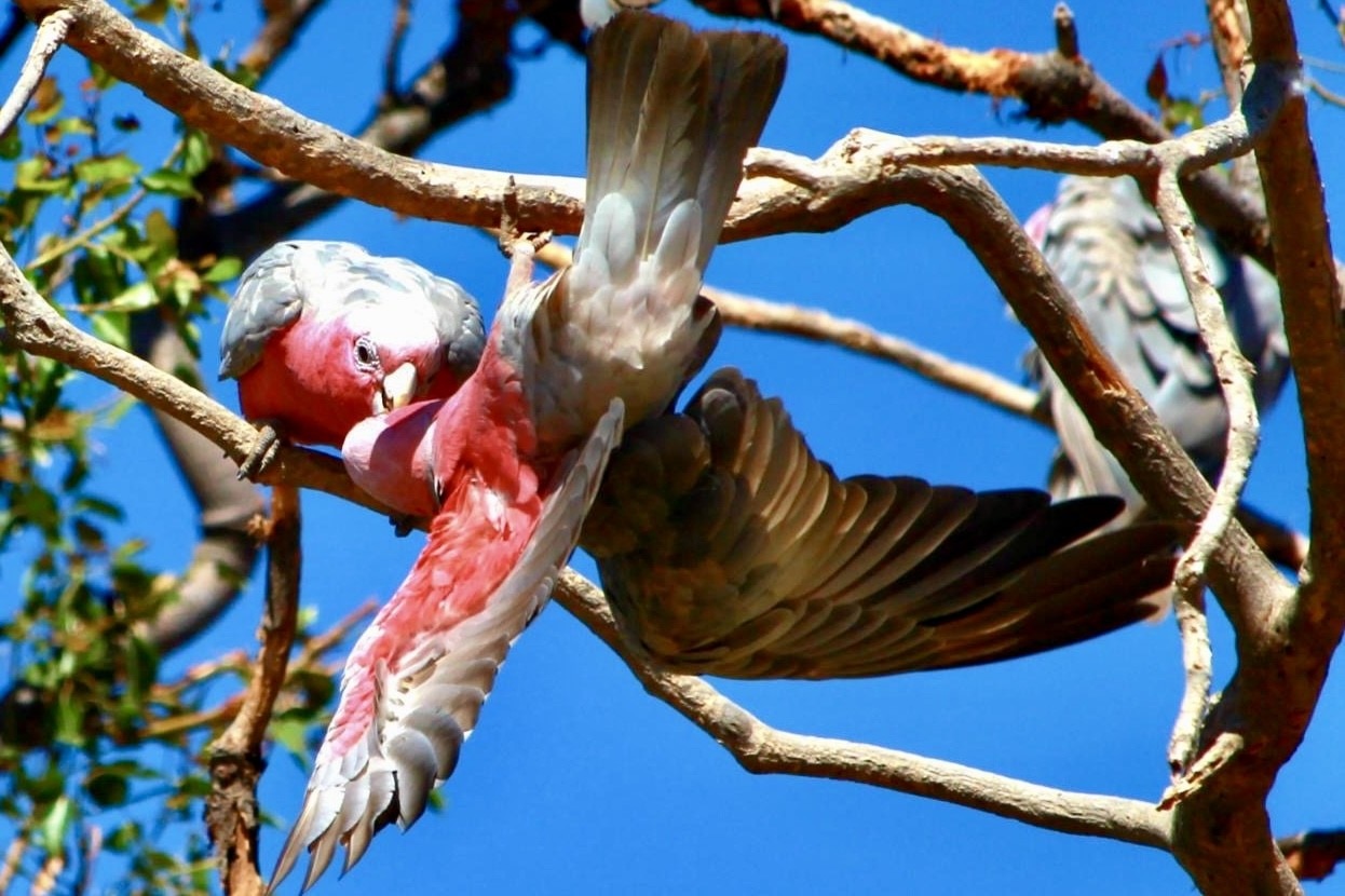 Authorities investigating after dozens of birds found dead or dying at ...