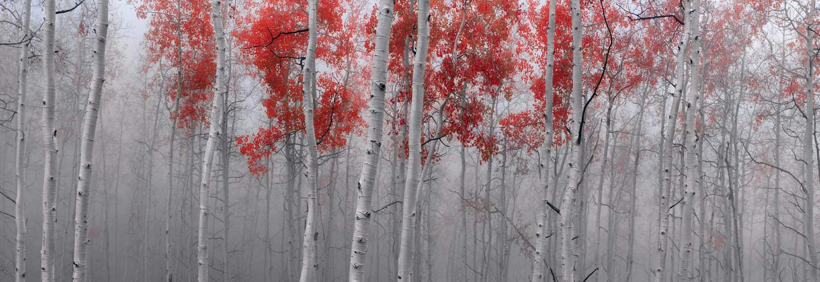 Peter Lik: Who is the record-breaking photographer behind the $7.8m ...