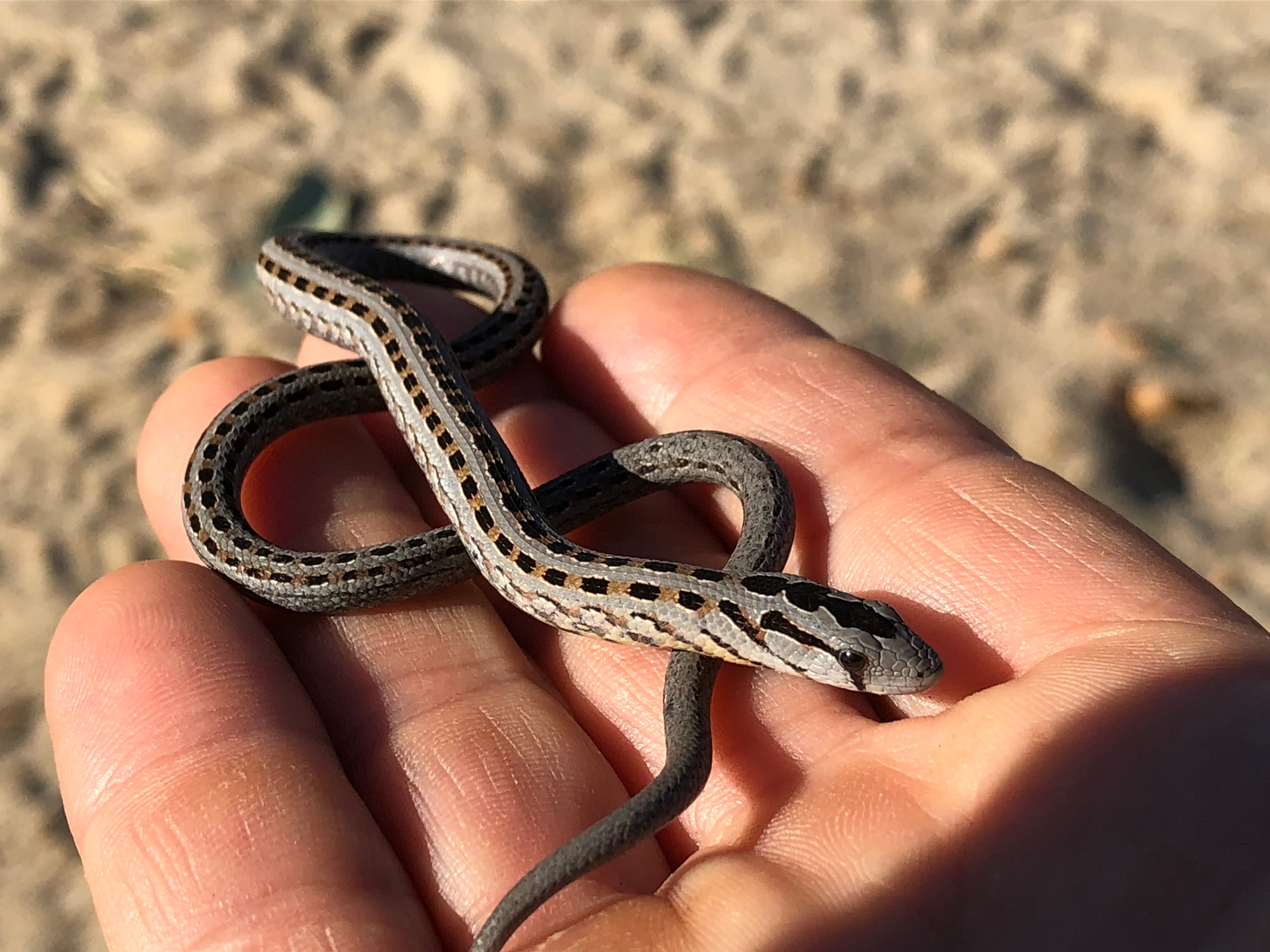 Thirsty south-west carpet python stretches out for water in WA garden ...