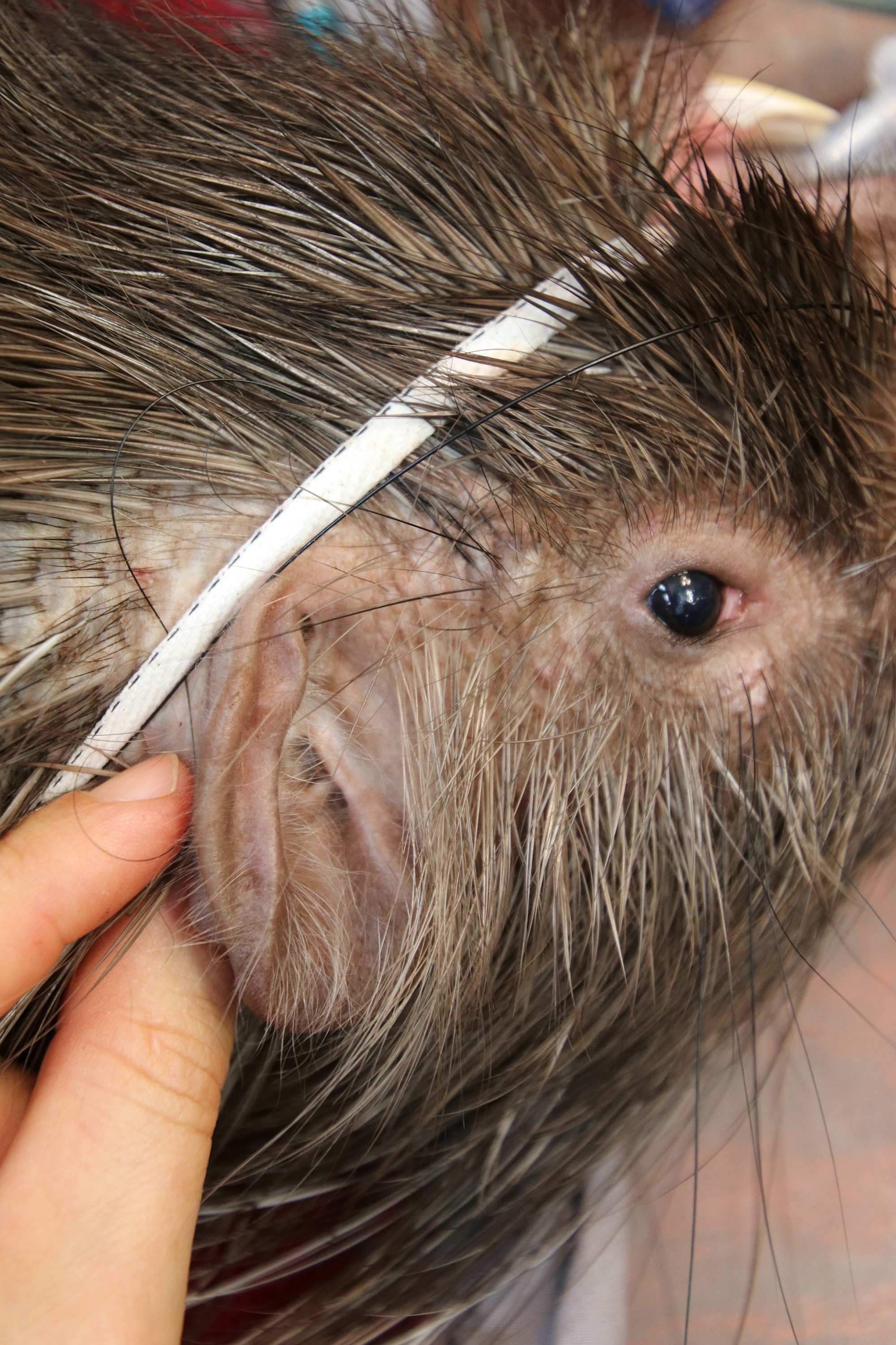 Perth Zoo's new porcupine is one of its strangest animals to go on show ...