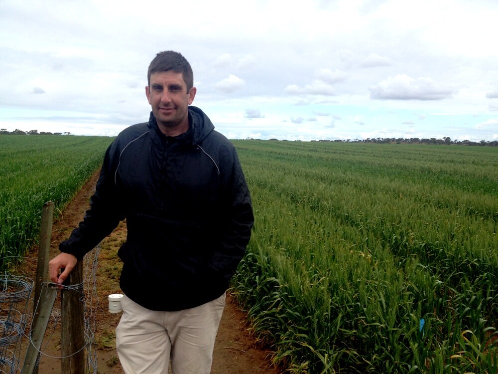 Sow crops early despite frost risk, farmers told - ABC News