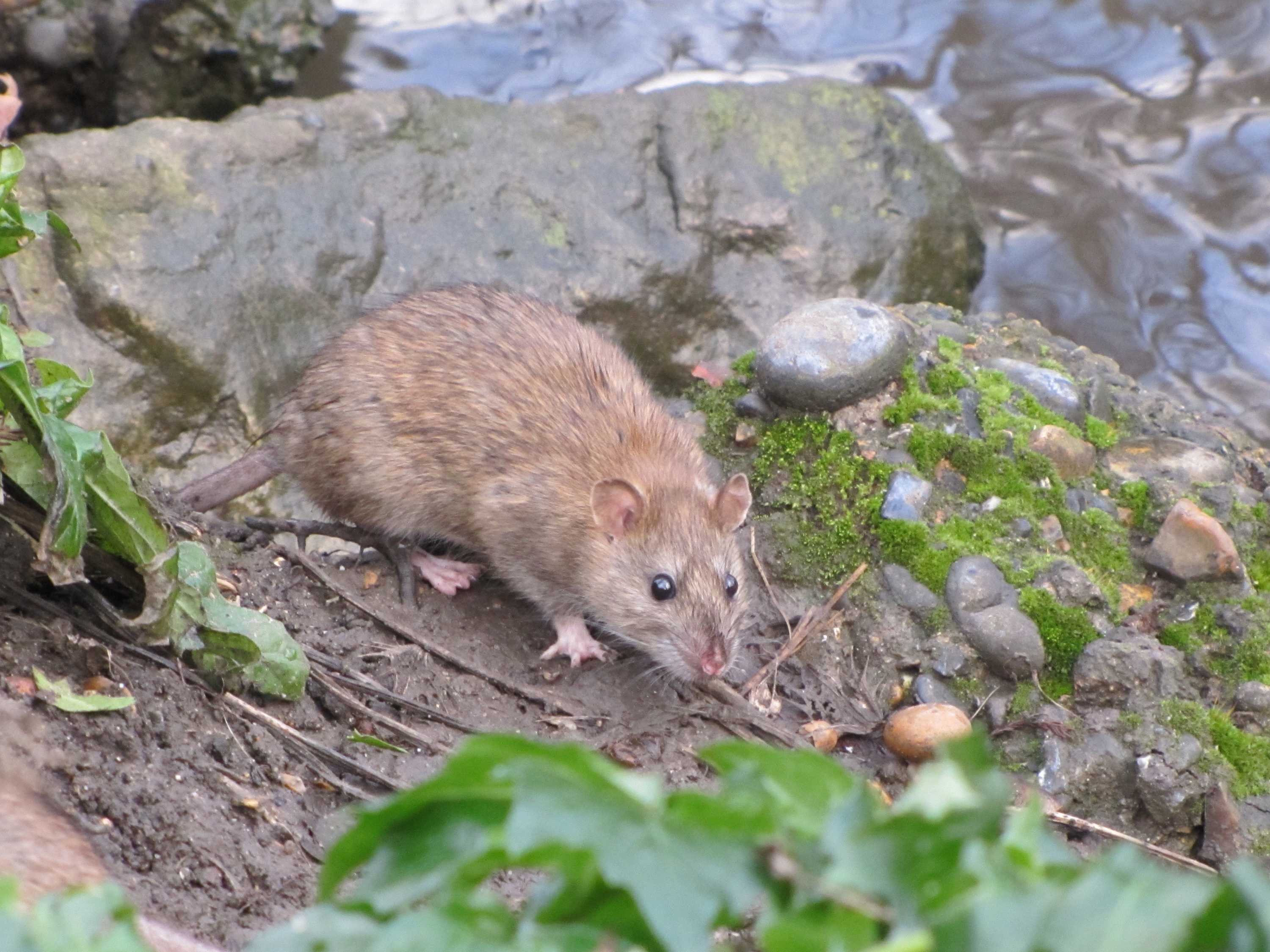 New Zealand's War on Rats - ABC listen