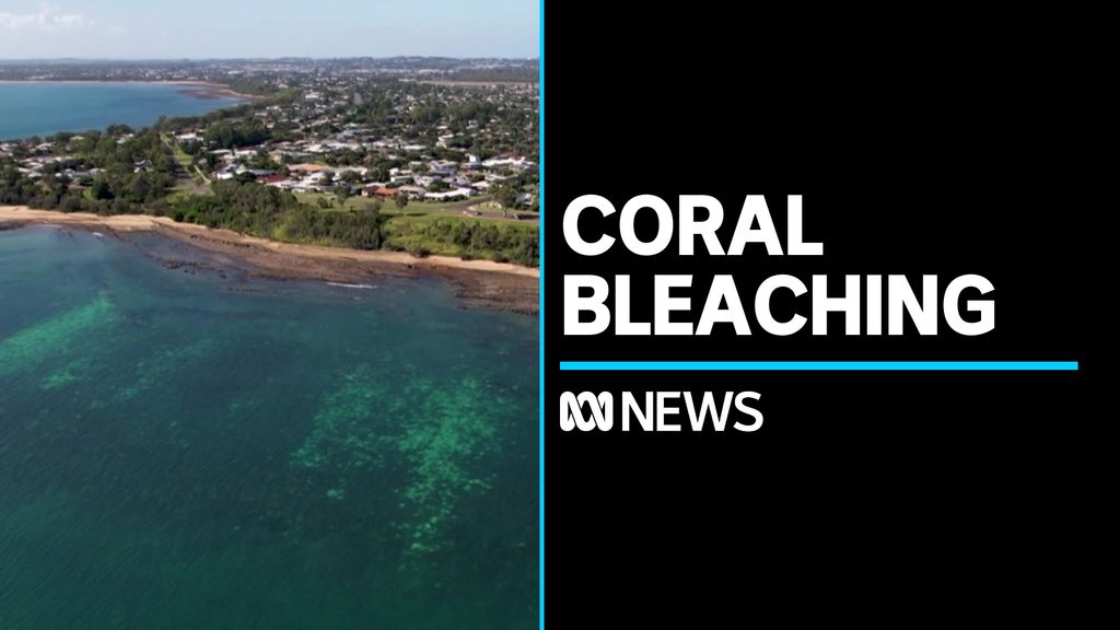 Mass coral bleaching event off Queensland's coastline - ABC News