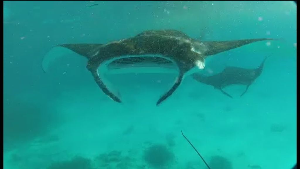 Rare sight of 150 manta rays off Qld coast - ABC News