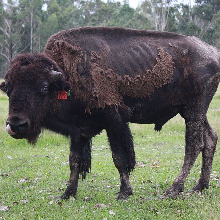 New cow disease strain found in Queensland - ABC News