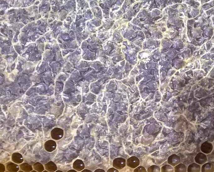 Detection of braula fly in NSW poses issues for beekeeping industry ...