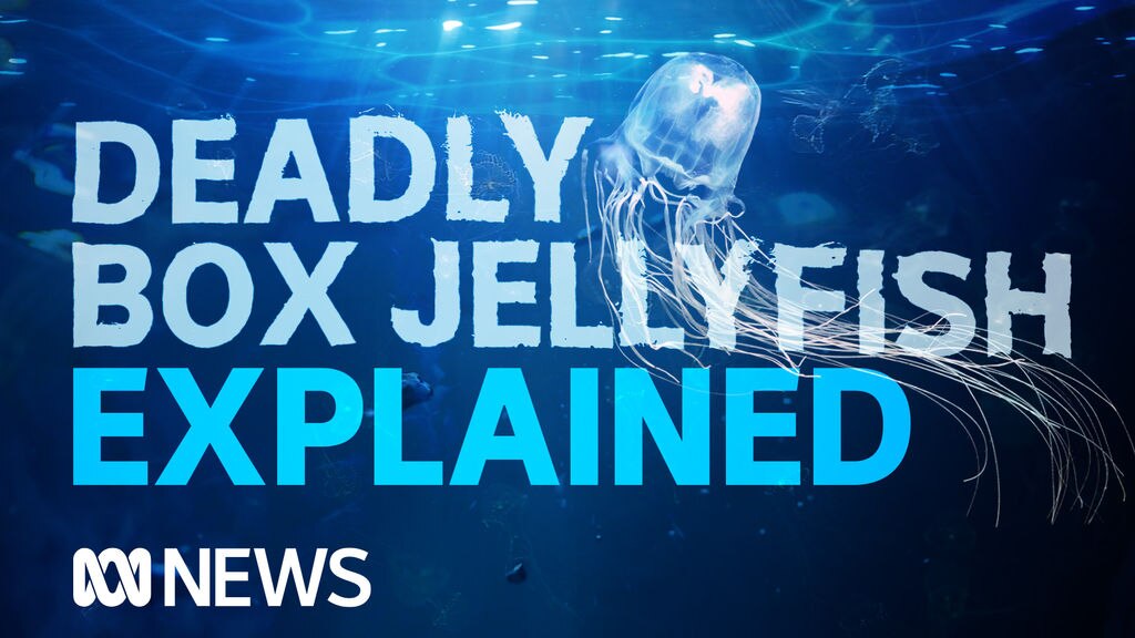 A look at the world's most venomous creature, the box jellyfish, after ...