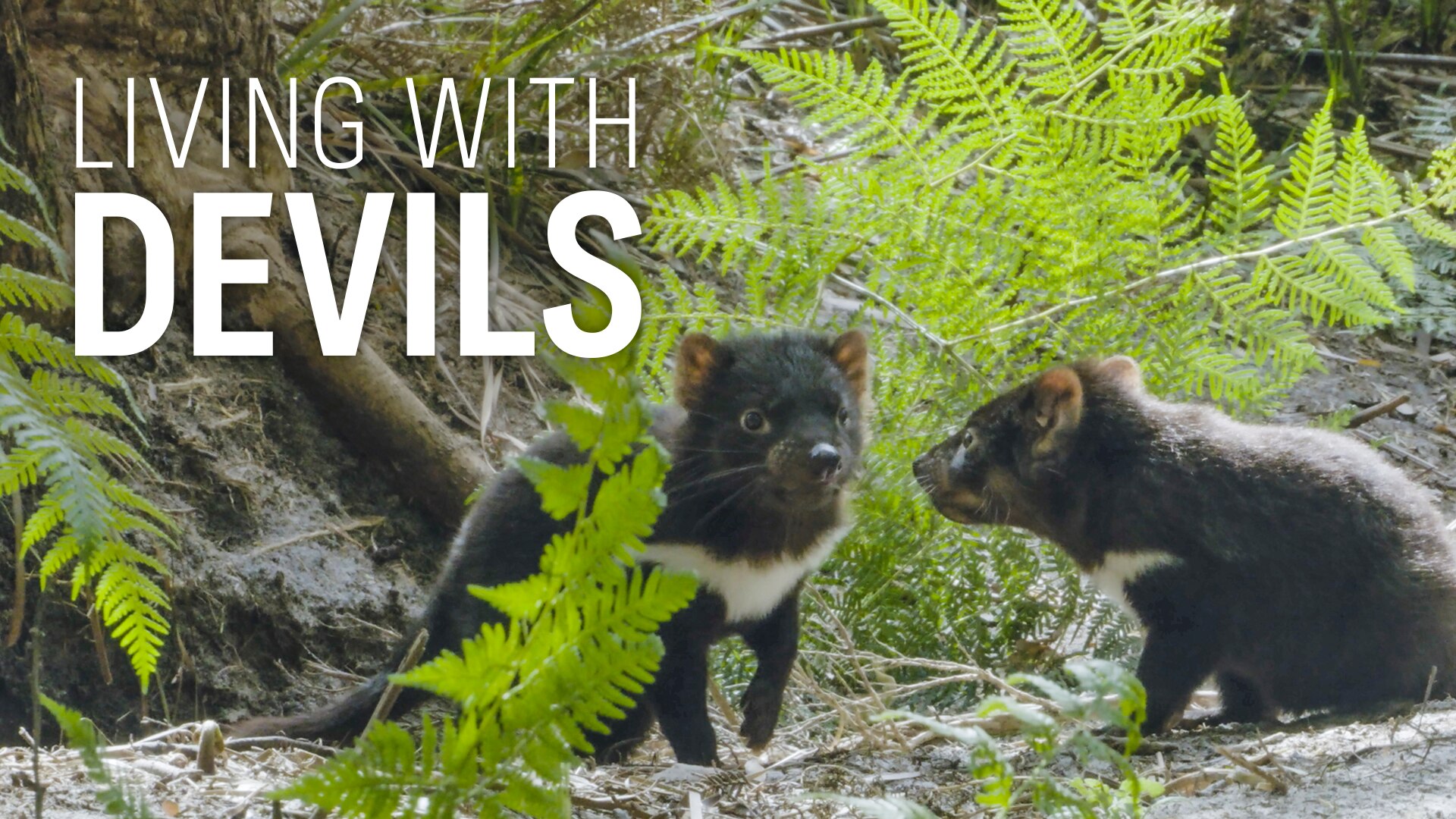 Living With Devils - ABC Content Sales