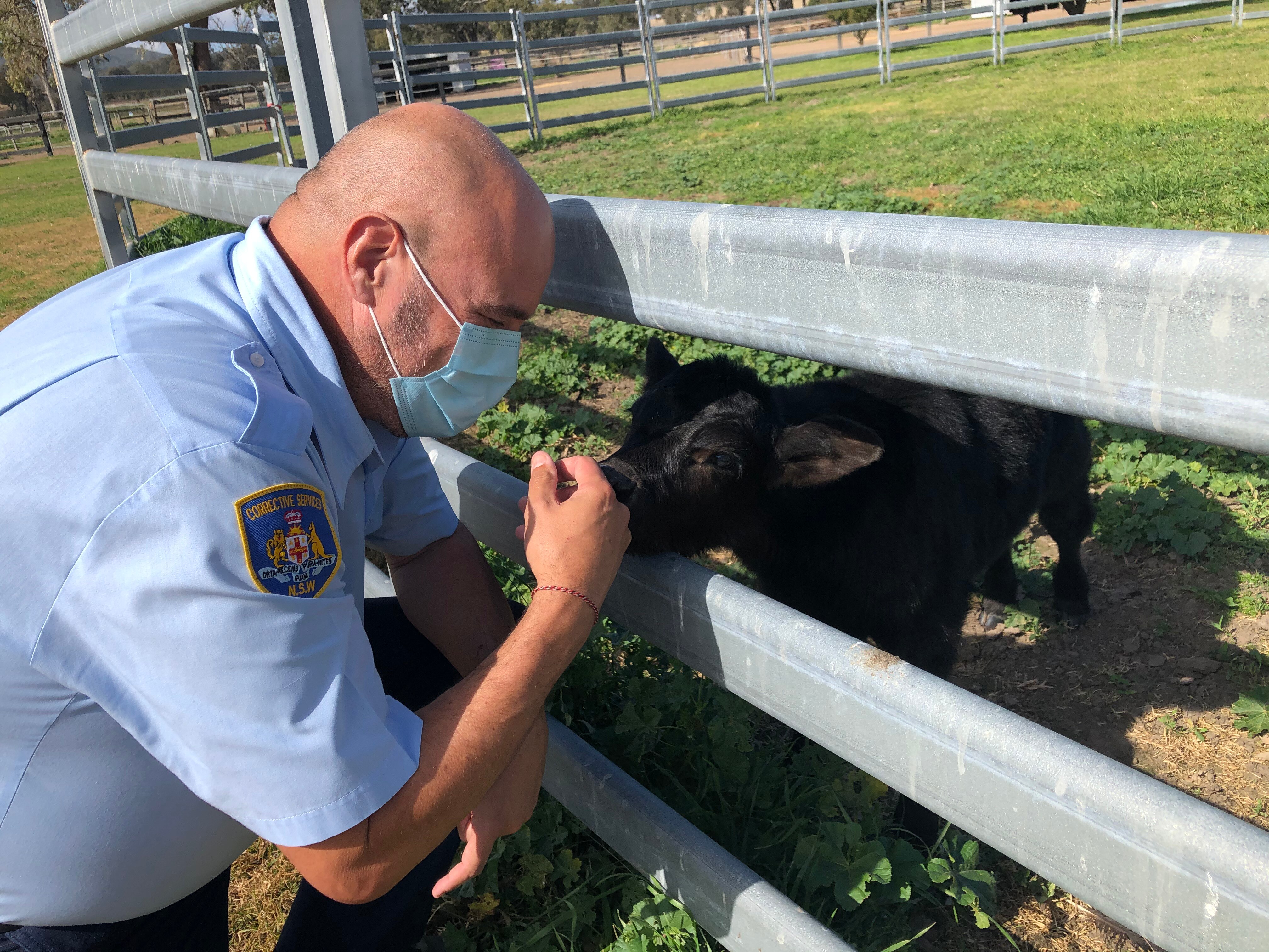 How an orphan calf is helping Hunter Valley prisoners build life skills ...