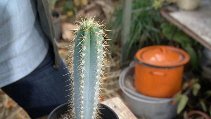 Potting up Prickles - Gardening Australia