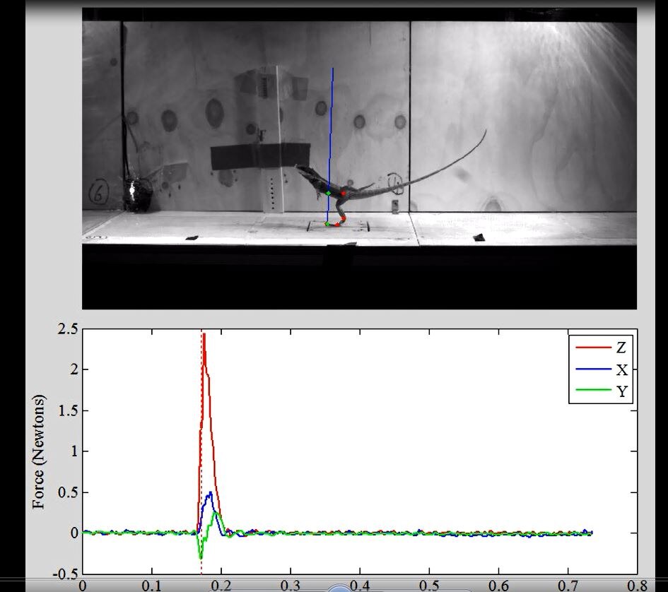 Lizards move between four and two legs intentionally, as seen in this ...