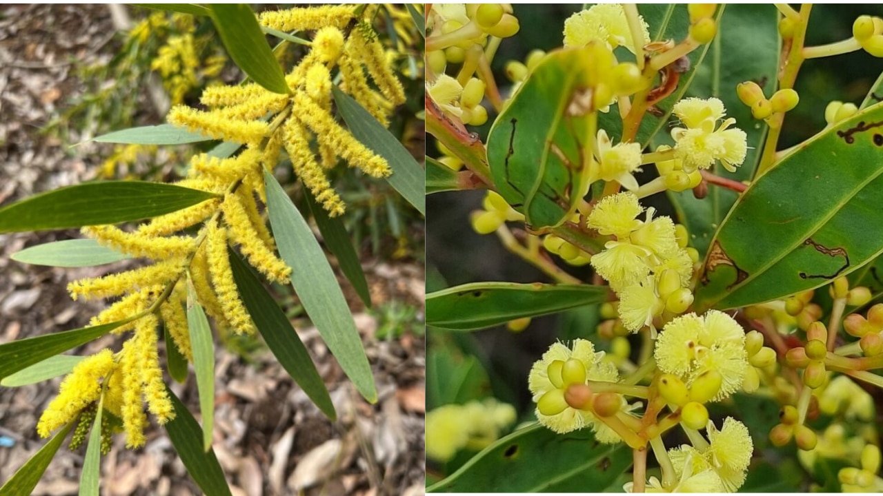 Self-Improvement Wednesday: The Wonders of Wattle - ABC listen